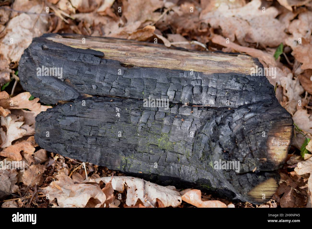 charred log of wood, england Stock Photo - Alamy