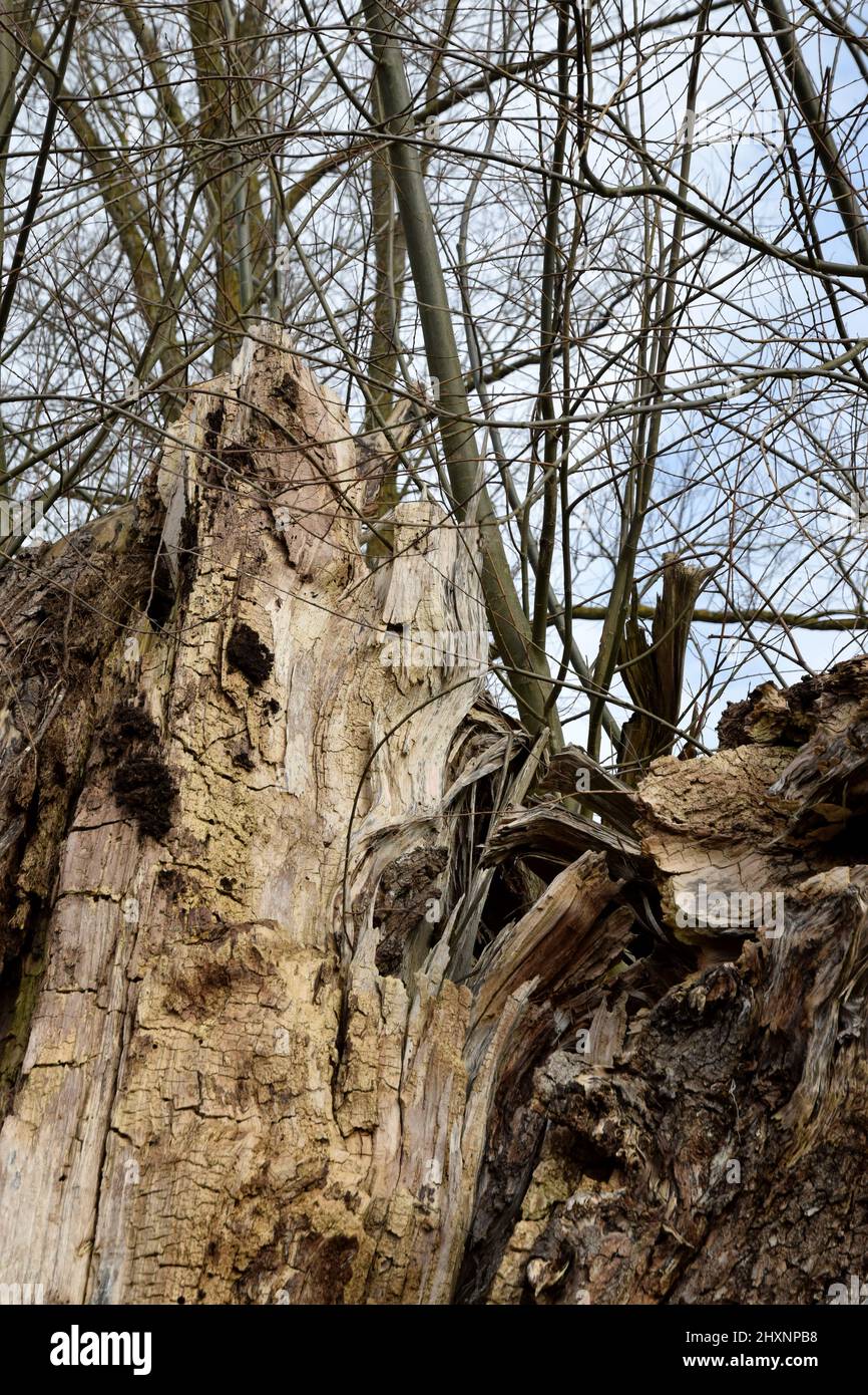 Dead tree textures hi-res stock photography and images - Alamy
