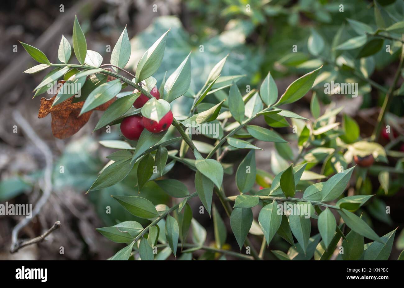 Twigs with red berries of the evergreen bushy plant Ruscus aculeatus ...