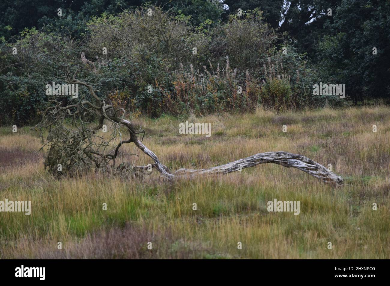 Tree ling hi-res stock photography and images - Alamy