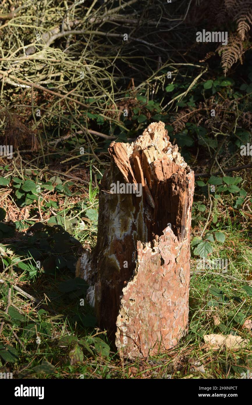 Dead tree stump Stock Photo - Alamy