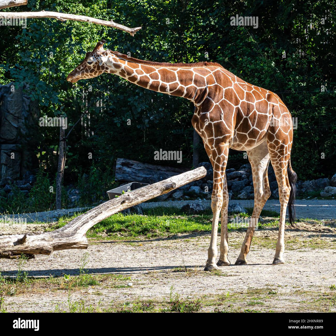 The giraffe, Giraffa camelopardalis is an African even-toed ungulate ...