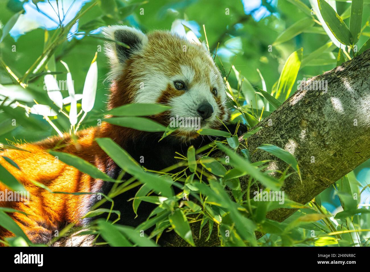 The red panda, Ailurus fulgens, also called the lesser panda and the ...