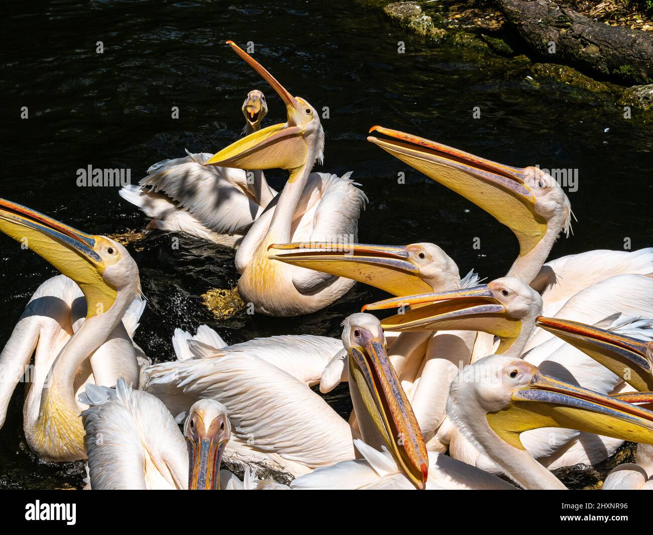 The Great White Pelican, Pelecanus onocrotalus also known as the rosy ...