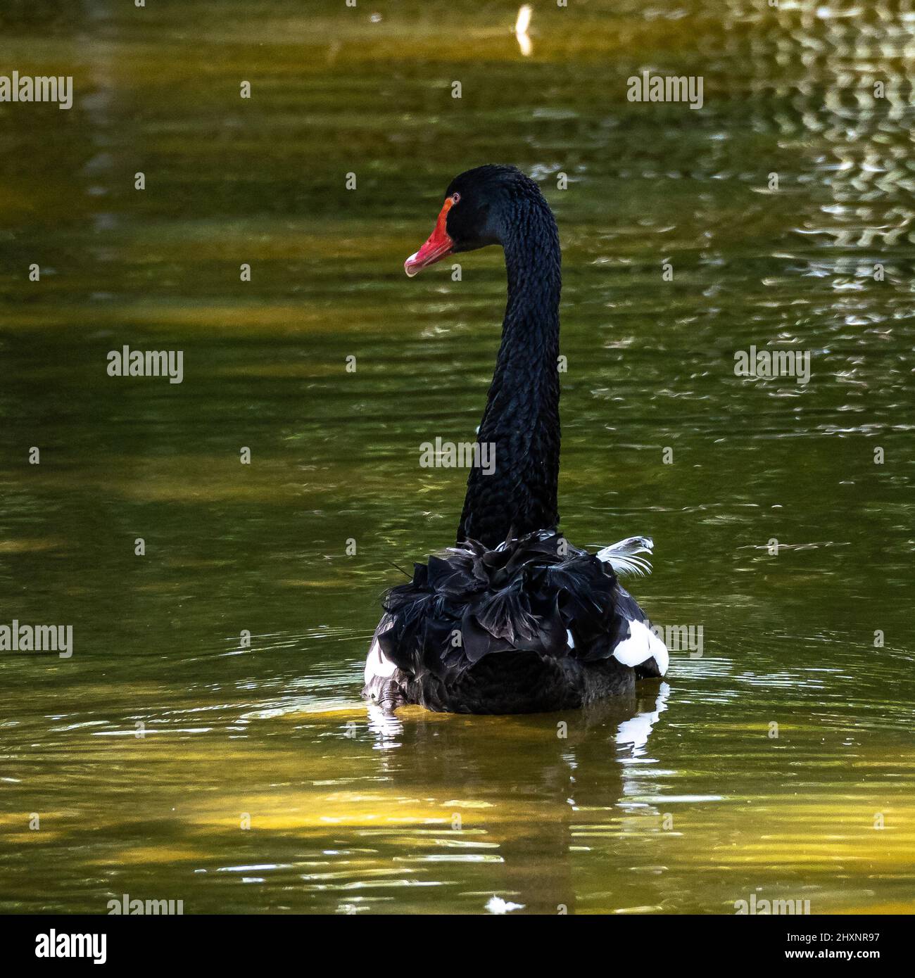 The Black Swan, Cygnus atratus is a large waterbird, a species of swan ...