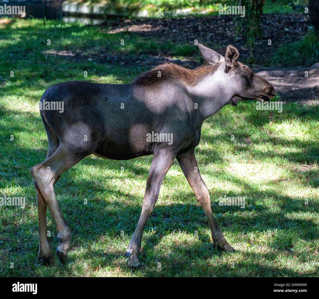 European Moose, Alces alces, also known as the elk. Wild life animal ...