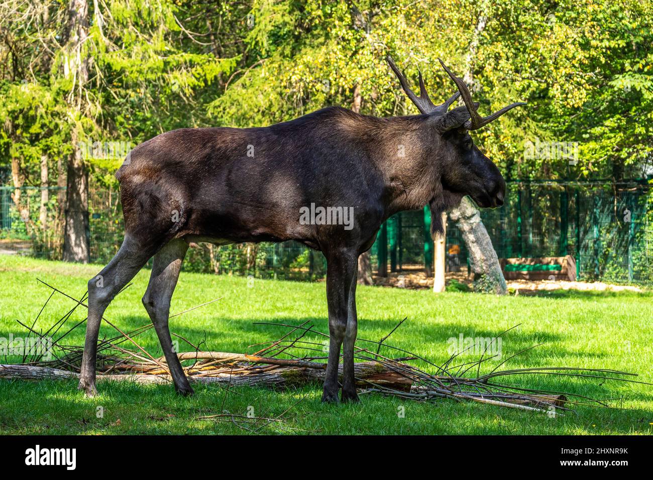 European Moose, Alces alces, also known as the elk. Wild life animal ...