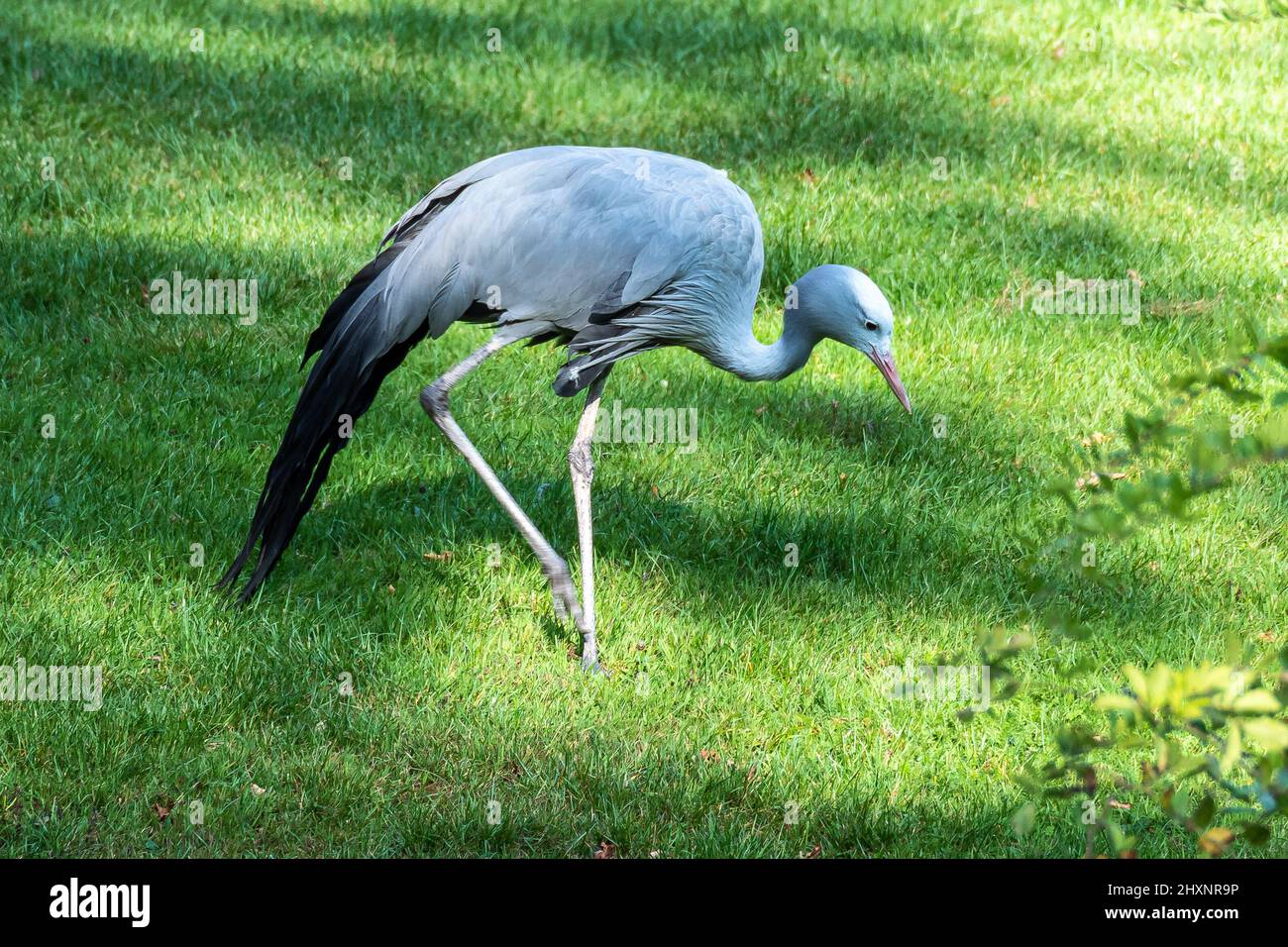 The Blue Crane, Grus paradisea, is an endangered bird specie endemic to ...