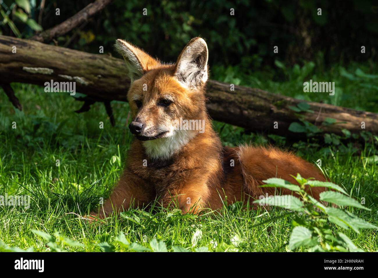 The Maned Wolf, Chrysocyon brachyurus is the largest canid of South America. This mammal lives ...