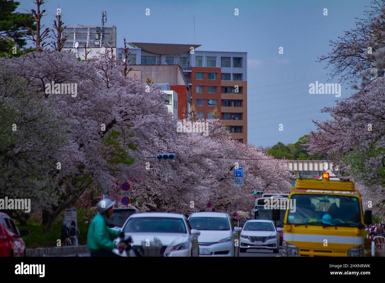 Traffic on cherry blooms hi-res stock photography and images - Alamy