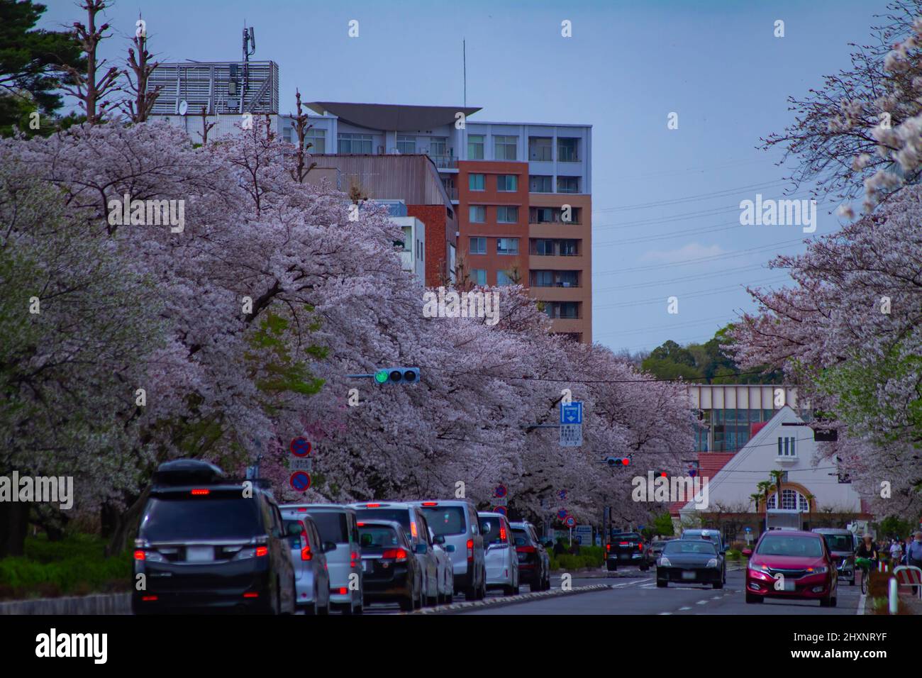 Asia asian bloom blooms hi-res stock photography and images - Alamy