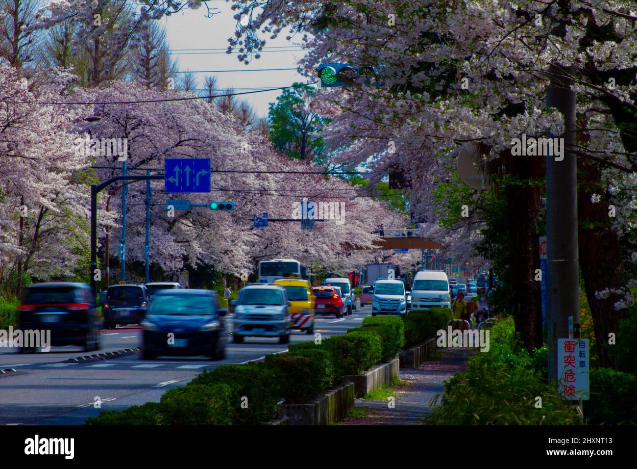 A traffic on the cherry blooms street in Kunitachi Tokyo Stock Photo ...