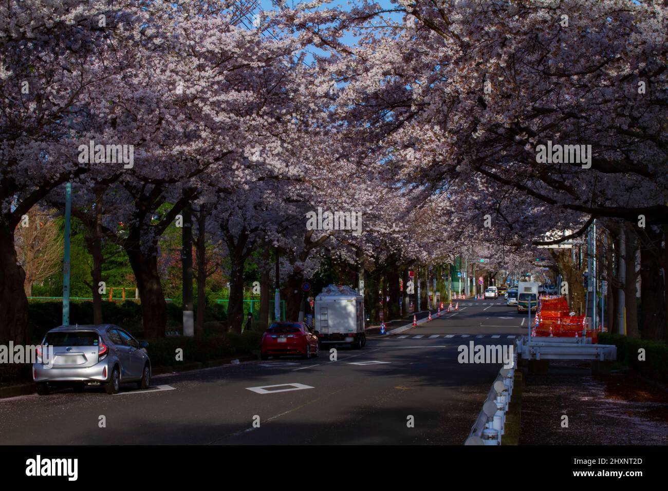 A traffic on the cherry blooms street in Kunitachi Tokyo wide shot ...