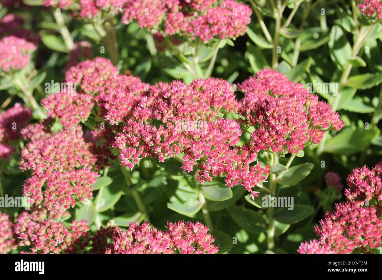 Sedum in the garden hi-res stock photography and images - Alamy