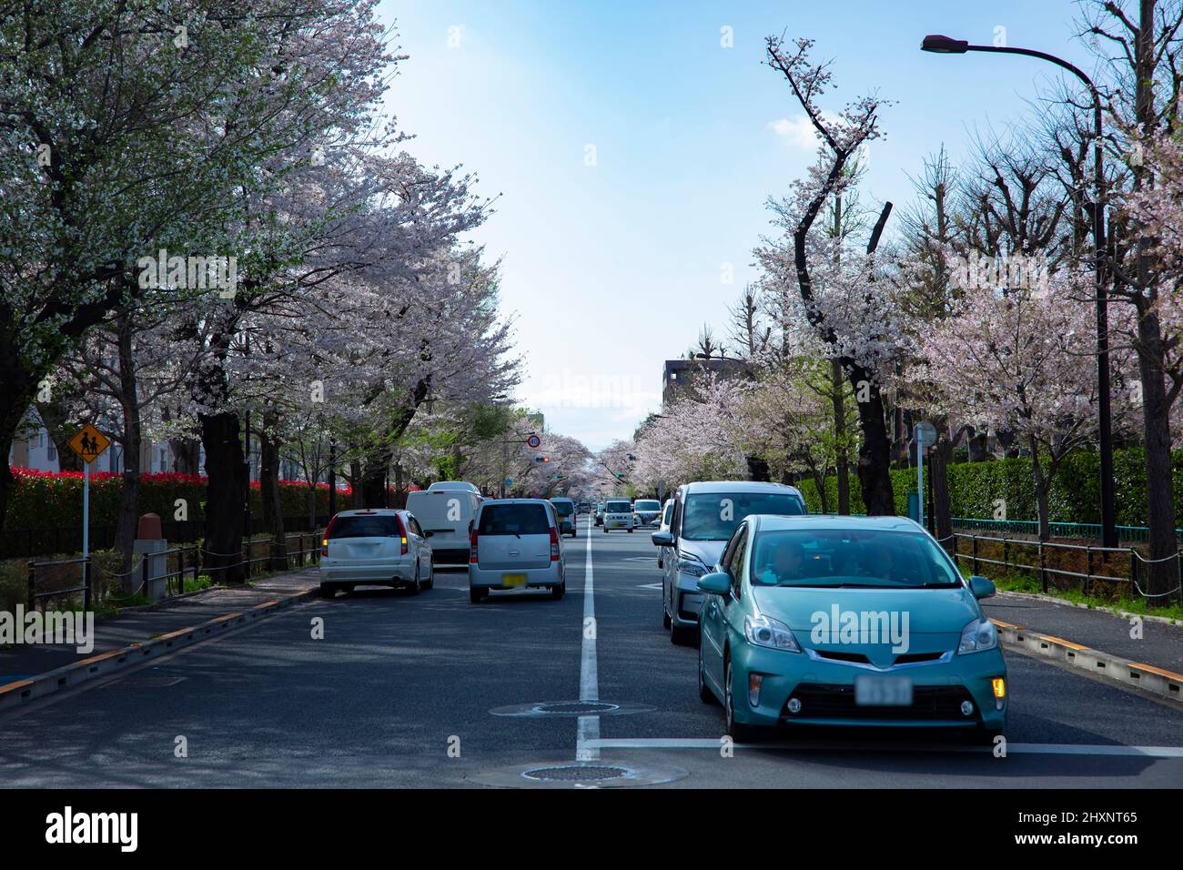 A traffic on the cherry blooms street in Kunitachi Tokyo Stock Photo ...