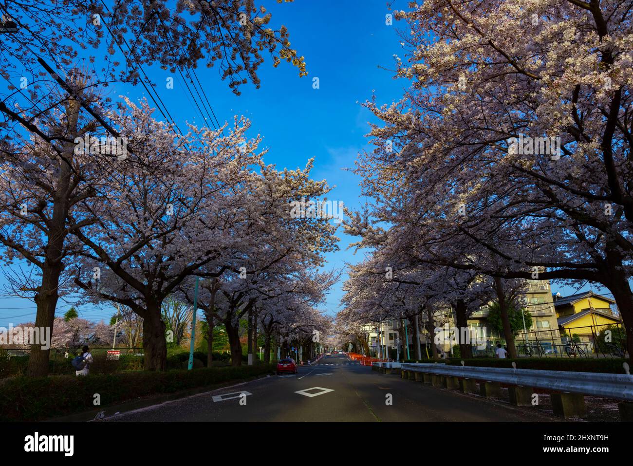 A traffic on the cherry blooms street in Kunitachi Tokyo wide shot ...