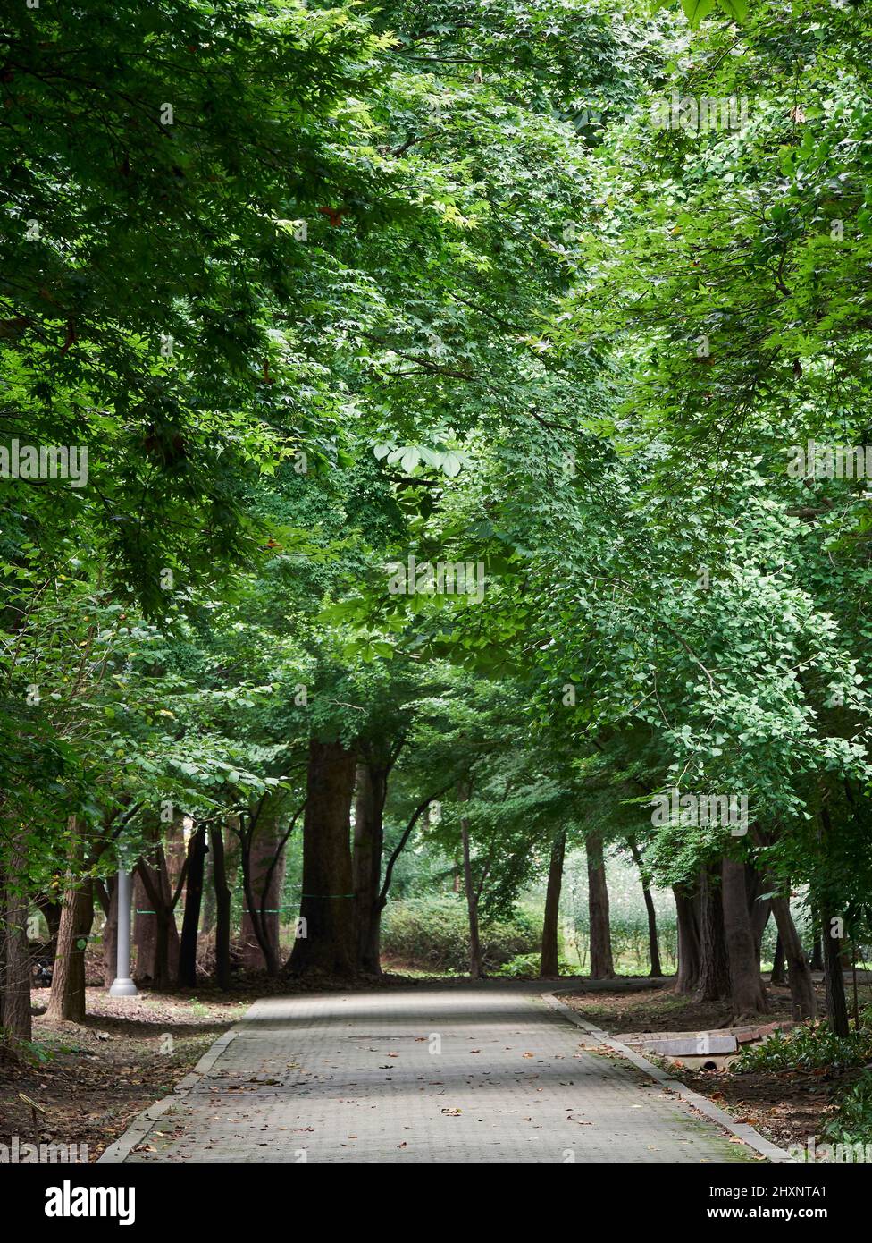 Yangjae and forest hi-res stock photography and images - Alamy