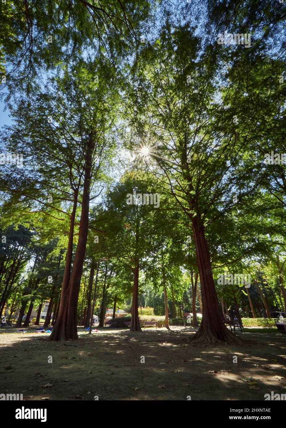Yangjae and forest hi-res stock photography and images - Alamy