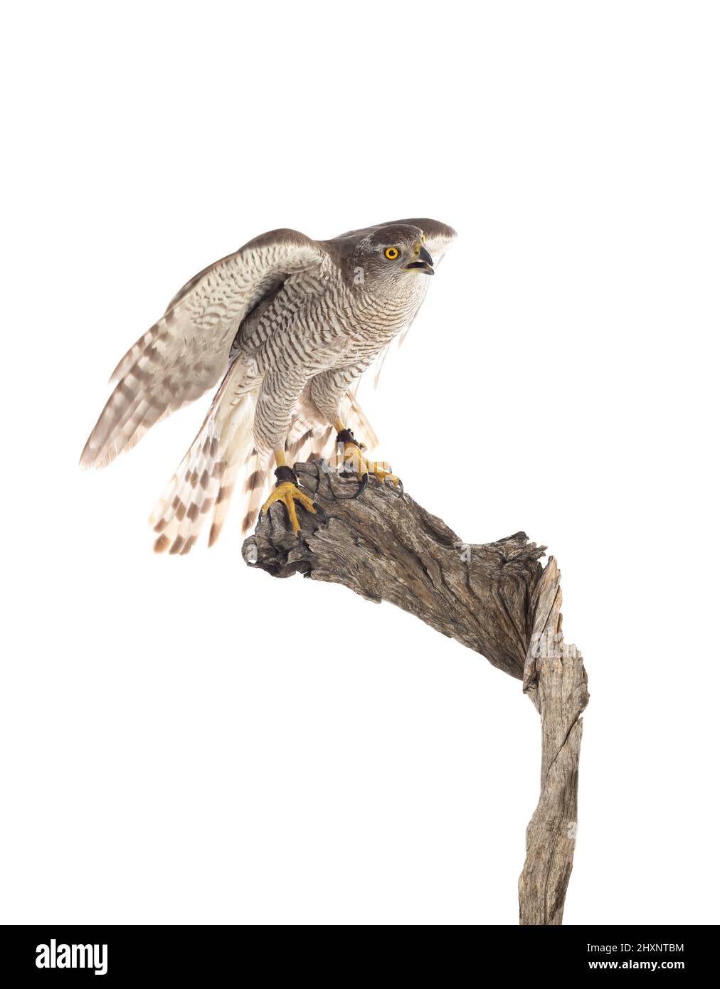 Birds of prey - Young northern goshawk (Accipiter gentilis). Wildlife ...
