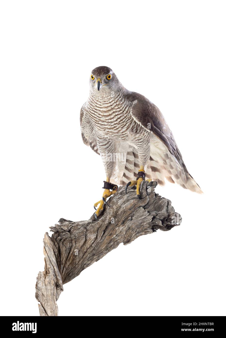 Birds of prey - Young northern goshawk (Accipiter gentilis). Wildlife ...