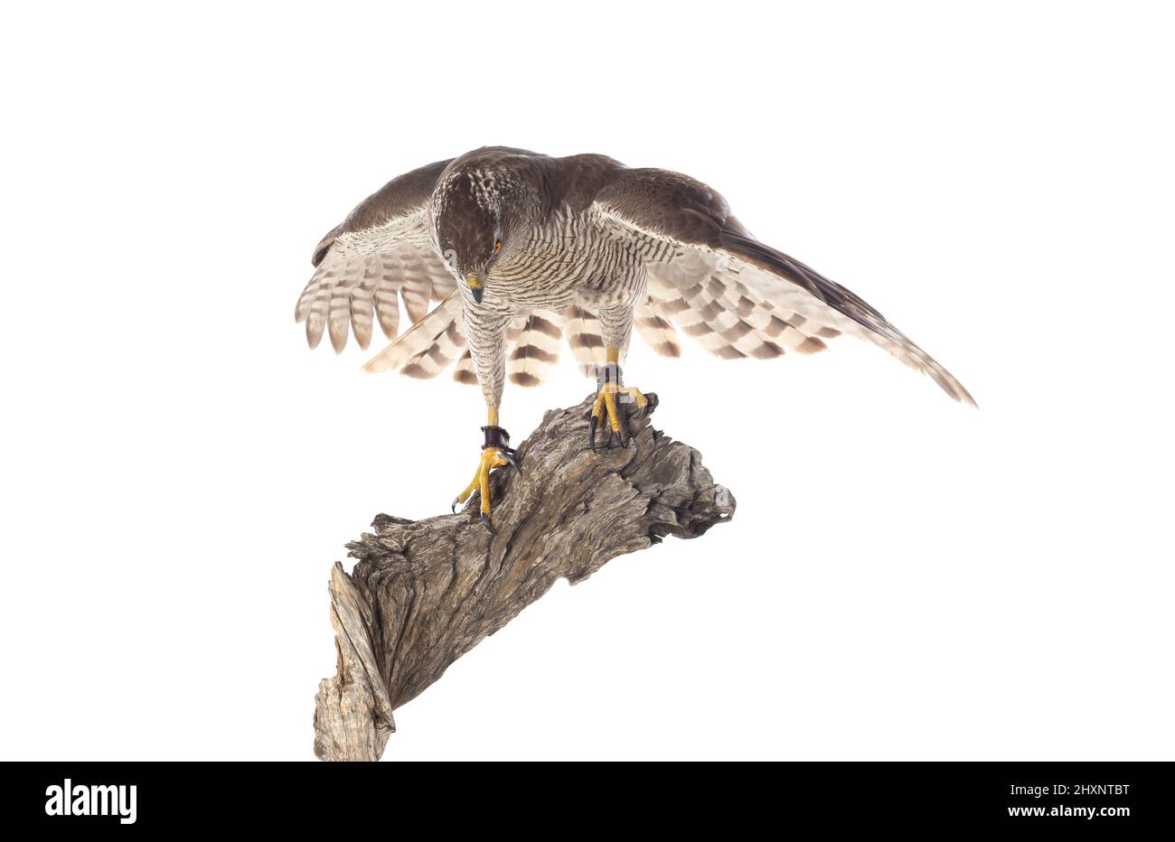 Birds of prey - Young northern goshawk (Accipiter gentilis). Wildlife ...