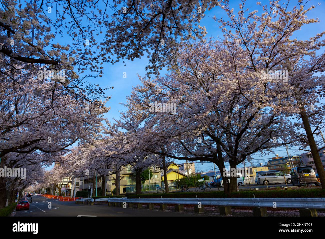 A traffic on the cherry blooms street in Kunitachi Tokyo wide shot ...