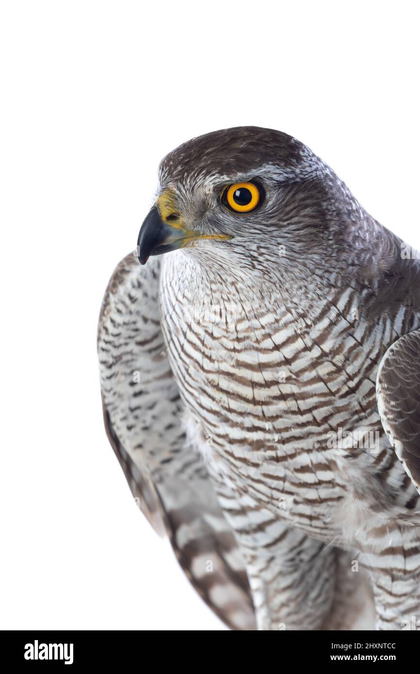 Birds of prey - Young northern goshawk (Accipiter gentilis). Wildlife ...