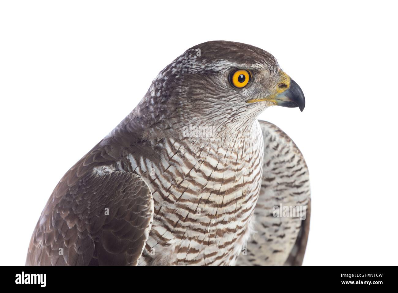 Birds of prey - Young northern goshawk (Accipiter gentilis). Wildlife ...