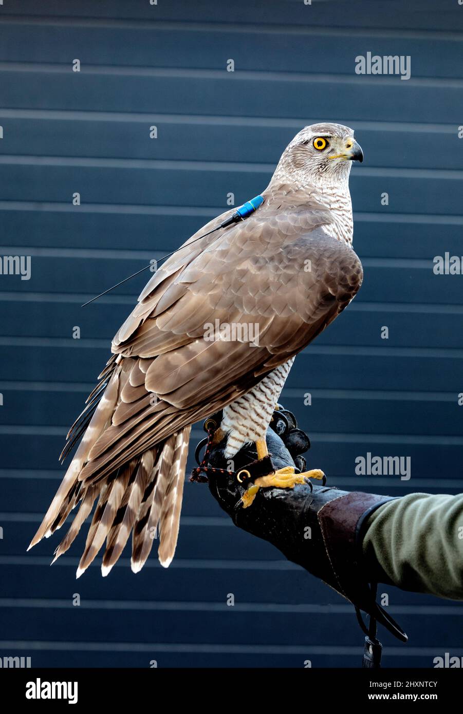 Birds of prey - Young northern goshawk (Accipiter gentilis). Wildlife ...