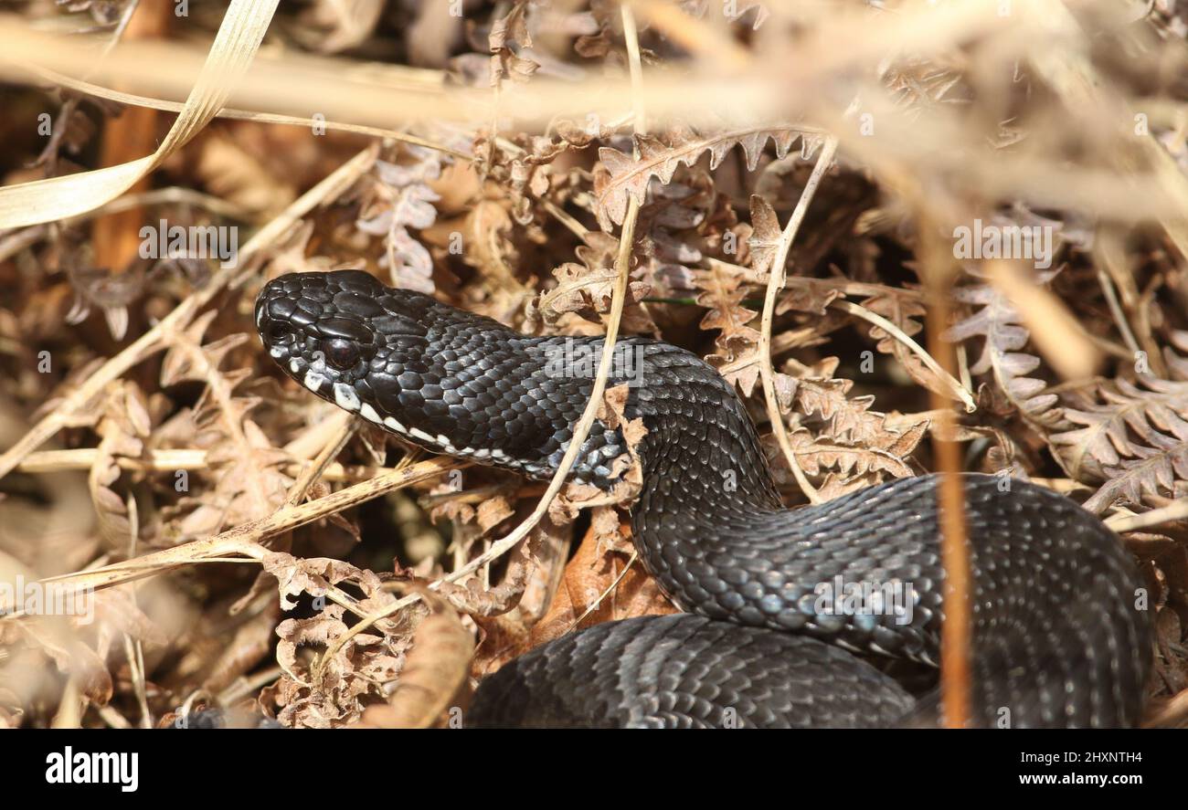 A rare Melanistic (black) Adder, Vipera berus, just out of hibernation ...