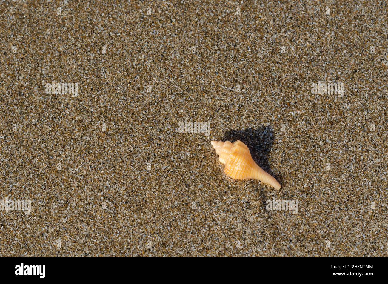 An empty shell on the wet clean sand of the beach with shadow from ...
