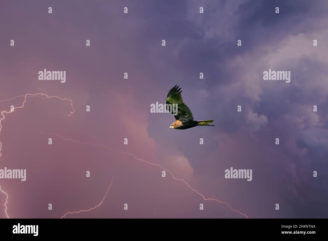 Buzzard in flight with wings outstretched, with spectacular, dramatic ...