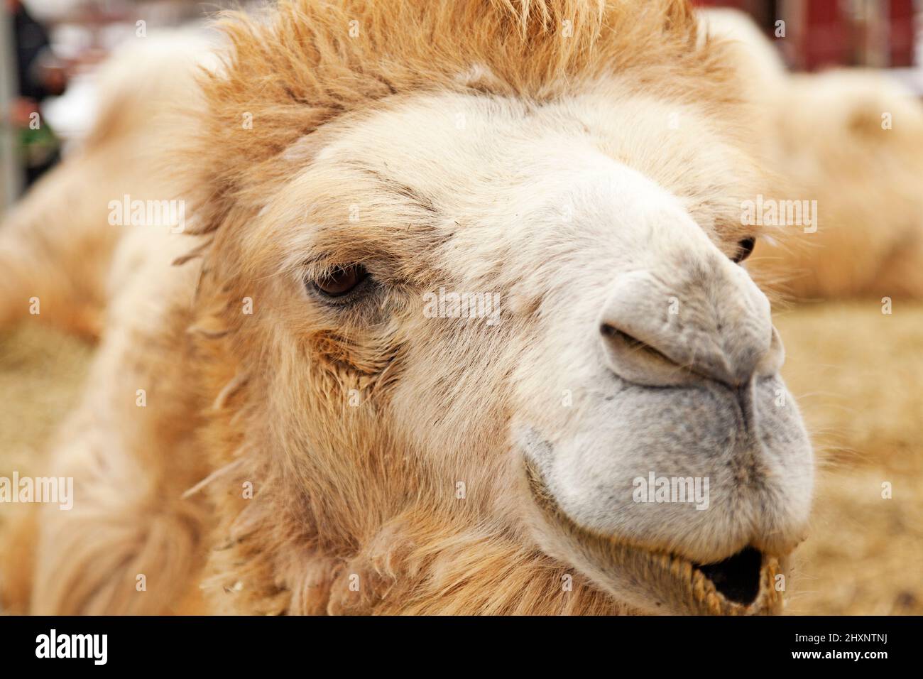 portrait of curious camel up close Stock Photo - Alamy