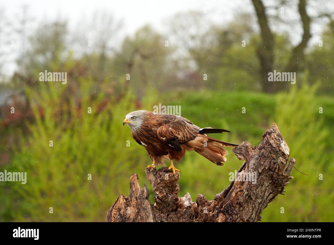 A detailed portrait of Red kite, bird of prey. Land with outspread ...