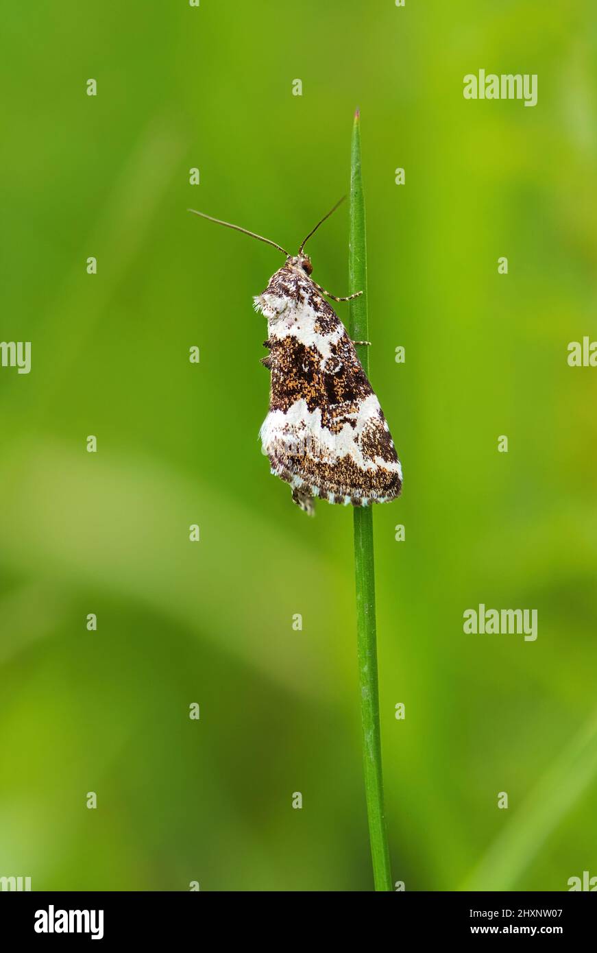 Owlet butterfly hi-res stock photography and images - Alamy