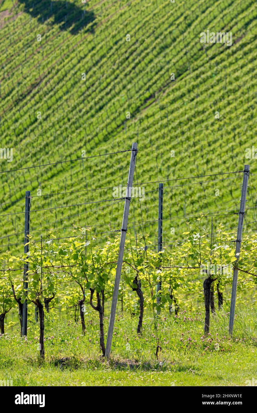 vineyard at the Austrian Slovenian border in Styria Stock Photo - Alamy