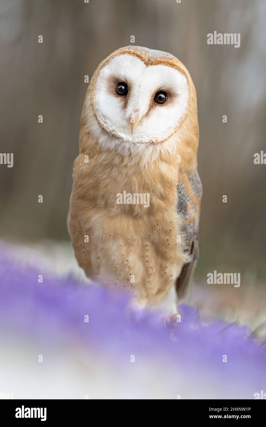 The amazing Barn owl, face to face in the woodland (Tyto alba Stock ...