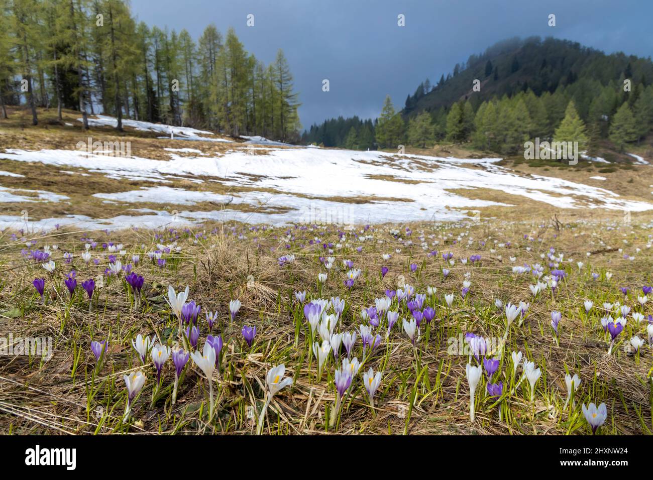 early spring blooming meadow with crocus in Sella di Rioda, Alps, Italy ...