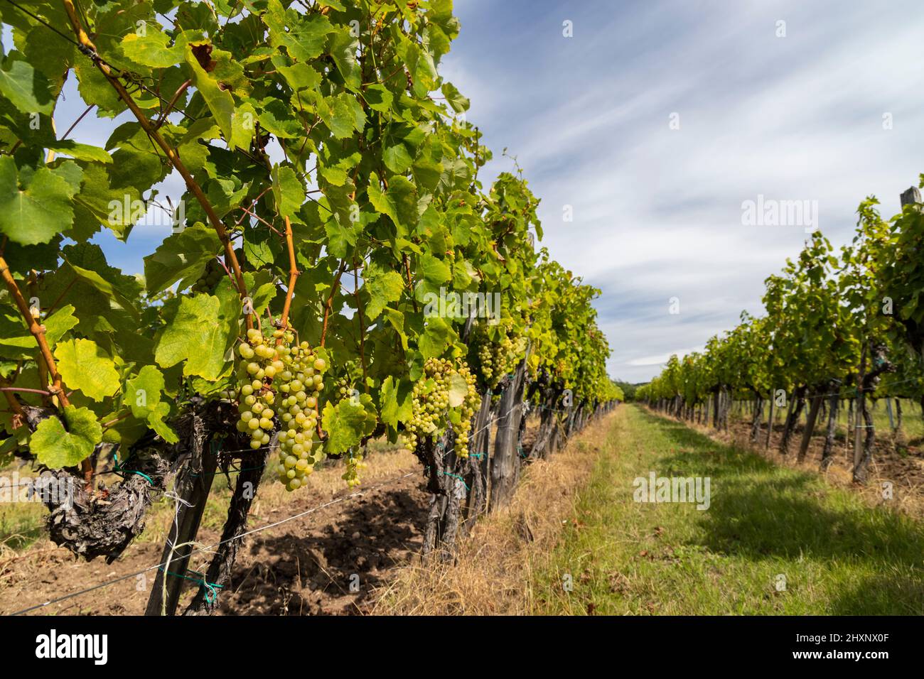 Grapes yellow muscat in Tokaj region, Unesco site, Hungary Stock Photo ...