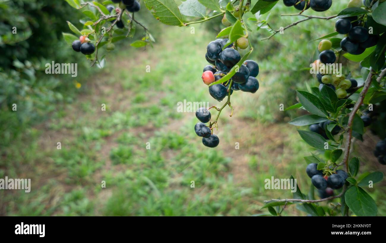 Blueberry farm hi-res stock photography and images - Alamy
