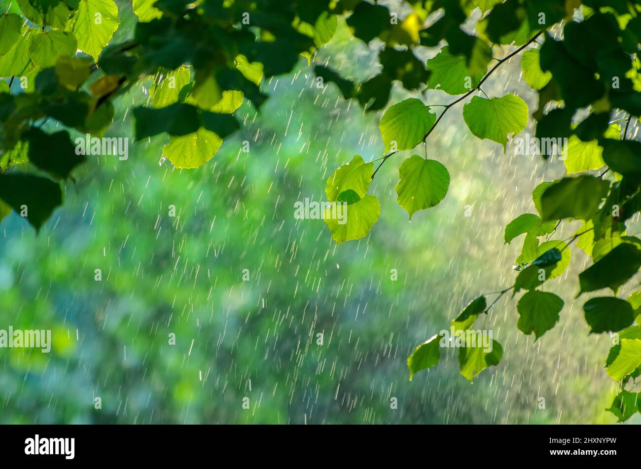 Heavy Rainfall In Forest
