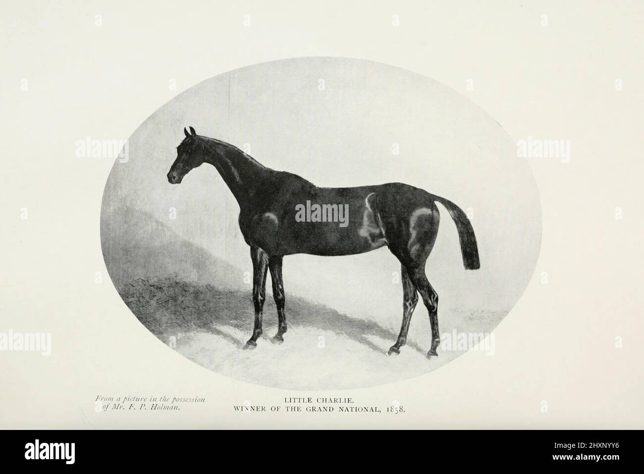 Charlie finch hi-res stock photography and images - Alamy