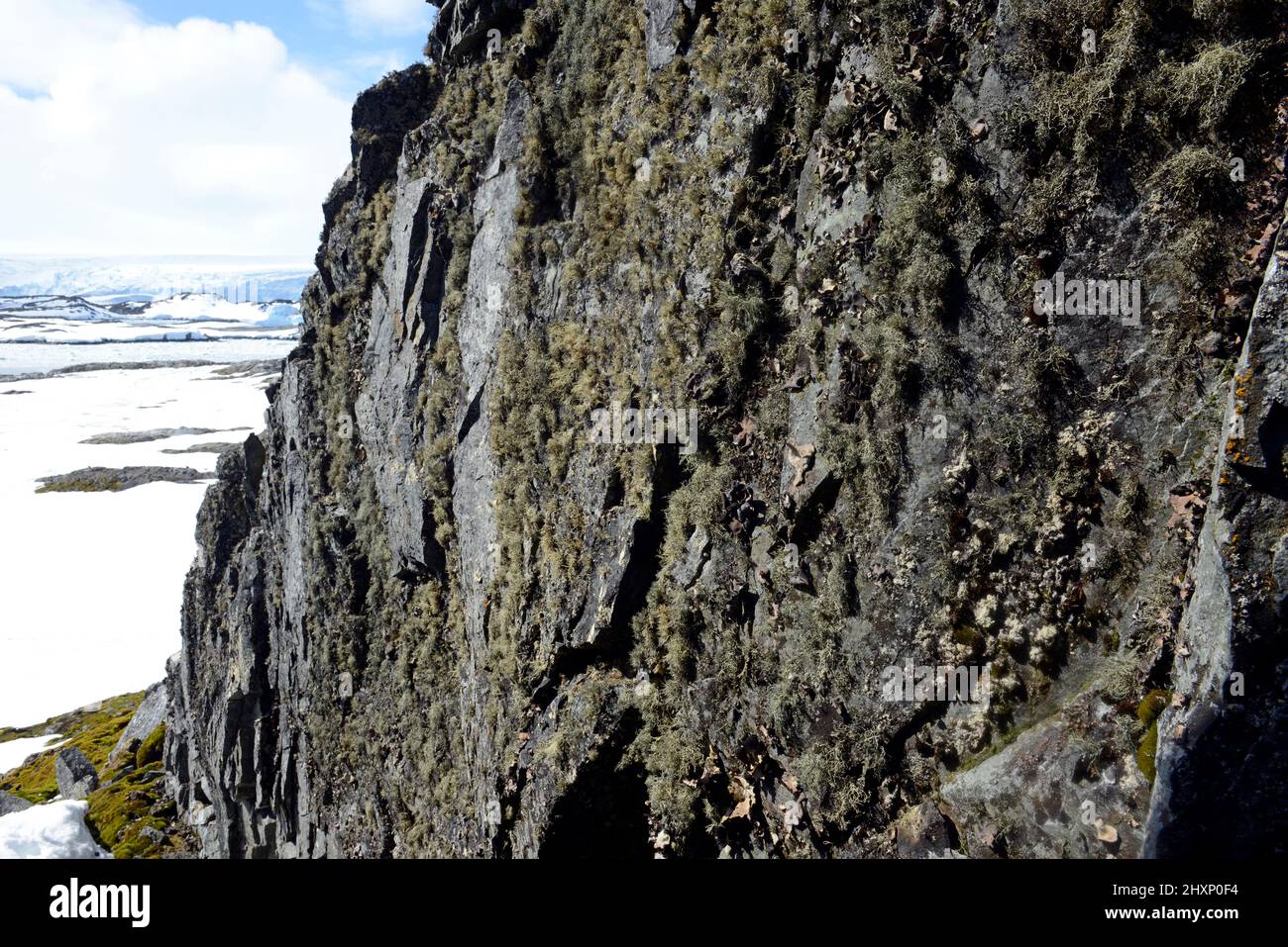 Species lichen antarctica hi-res stock photography and images - Alamy