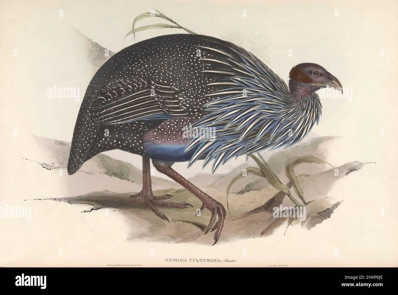 NUMIDA VULTURINA Colour Illustration by Elizabeth Gould for the ...