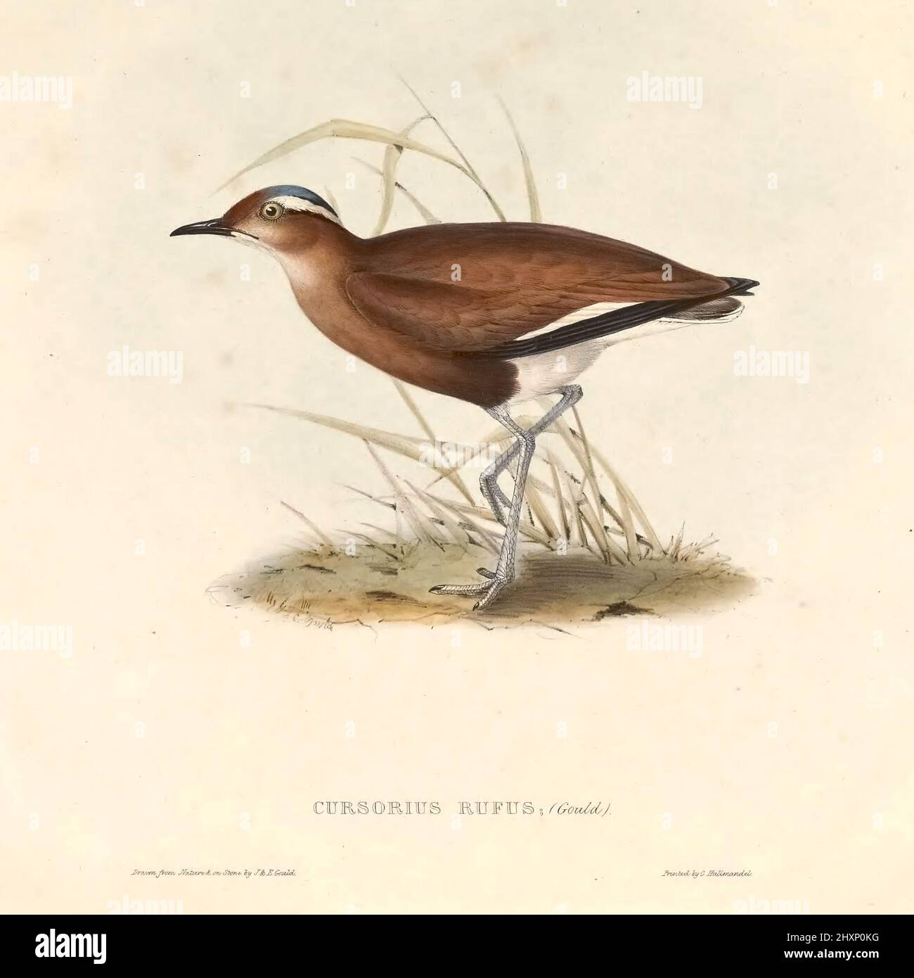 Burchell's courser (Cursorius rufus) is a wader in the pratincole and ...