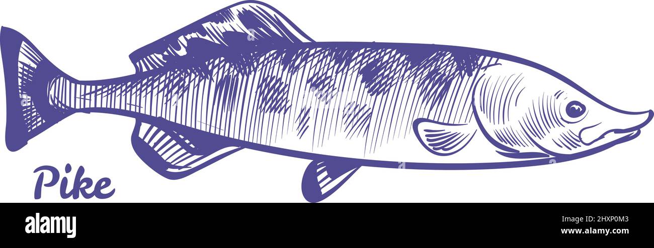 Pike sketch. Freshwater predator. Hand drawn fish Stock Vector Image ...