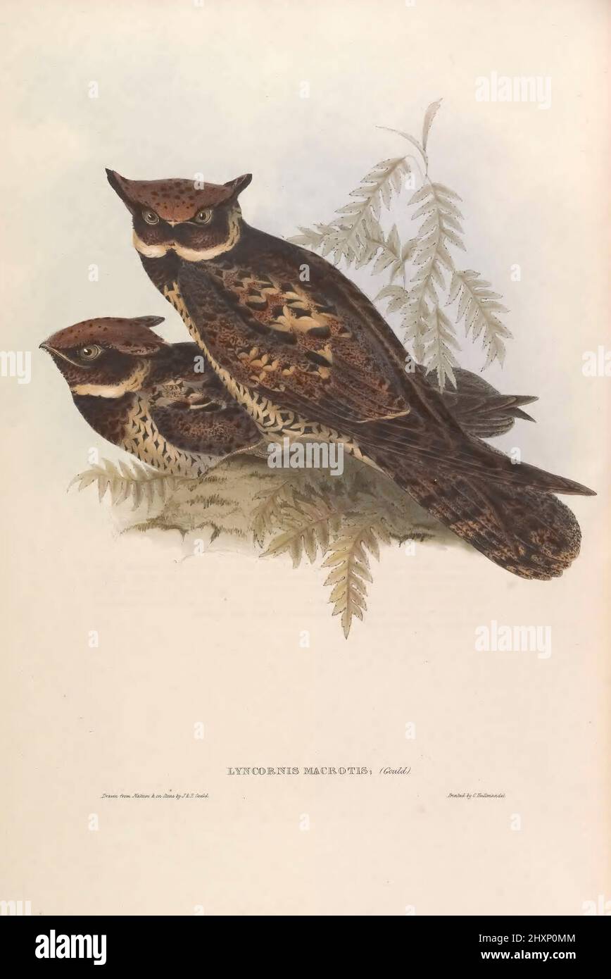 White color descriptions wild animal hi-res stock photography and ...