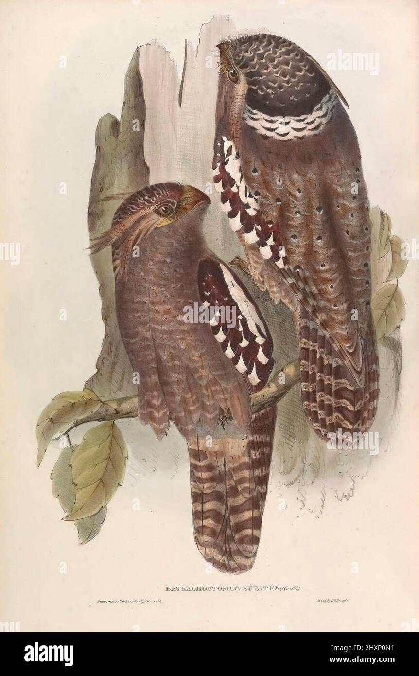 The large frogmouth (Batrachostomus auritus) is a species of bird in ...