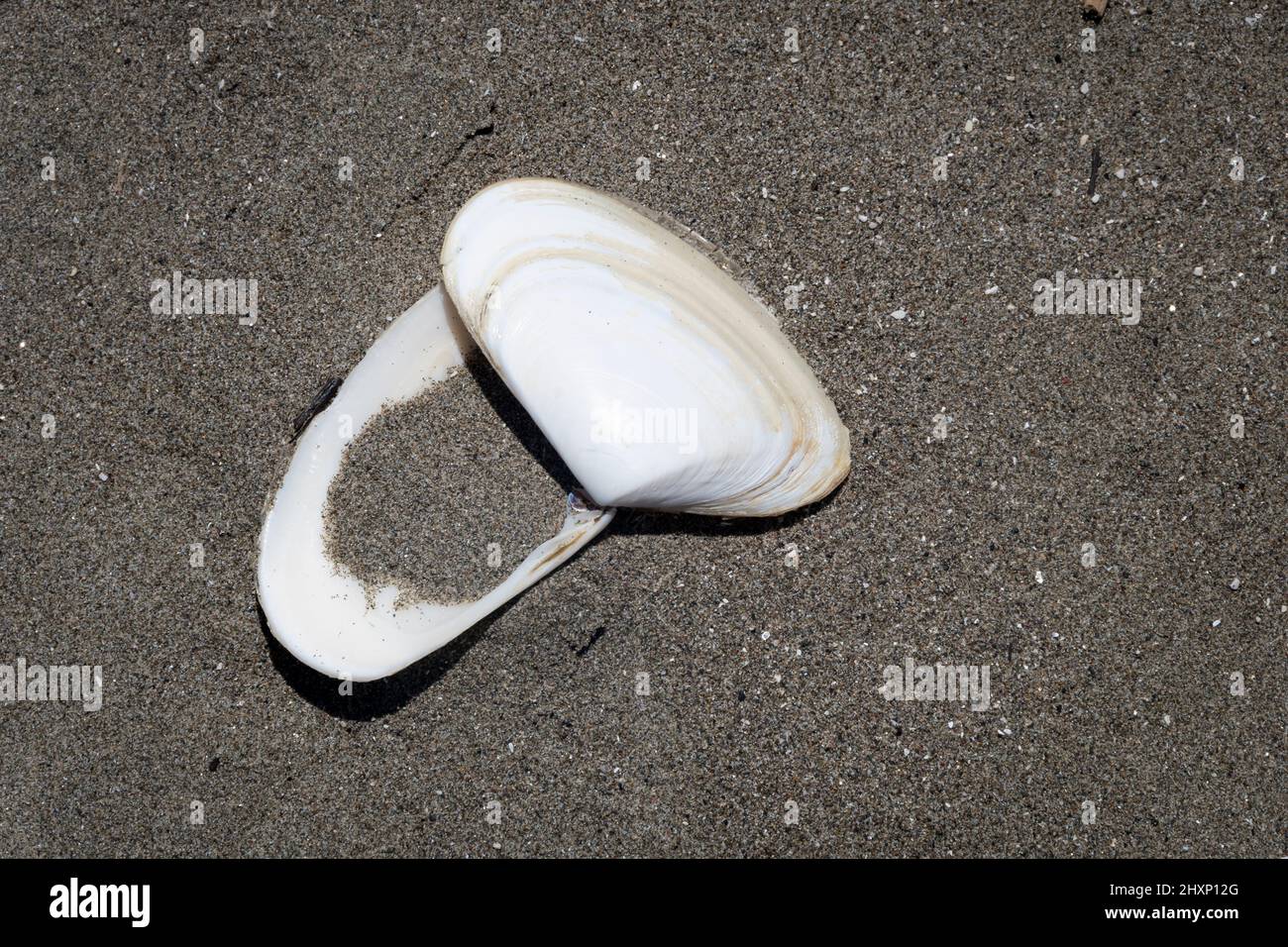 Pipi shells on beach at Paekakariki, Kapiti, Wellington, North Island, New Zealand Stock Photo ...