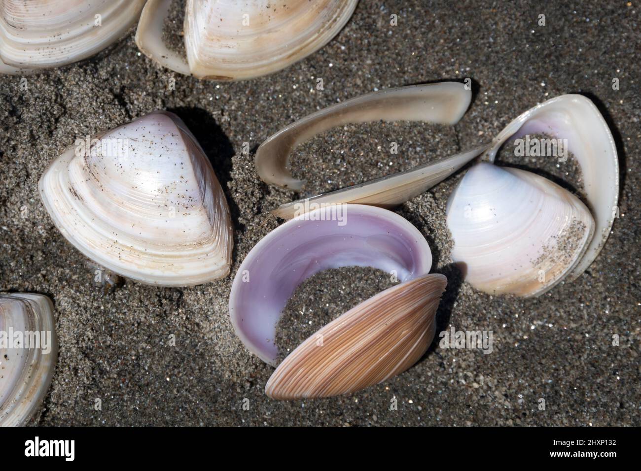 Pipi clam hi-res stock photography and images - Alamy